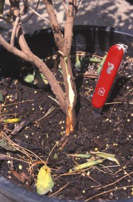 Phytophthora Canker, Basal Rot, & Root Rot [Shrubs and Trees ...