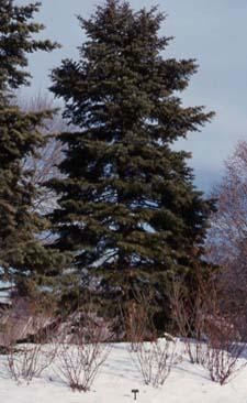 White Fir, Concolor Fir (Abies concolor)-Hort Answers - University of ...