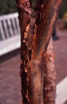 Paperbark Maple (Acer griseum)-Hort Answers - University of Illinois ...