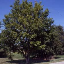 Miyabe Maple (Acer miyabei)-Hort Answers - University of Illinois Extension