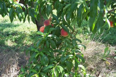 Peach (Prunus persica)-Hort Answers - University of Illinois Extension