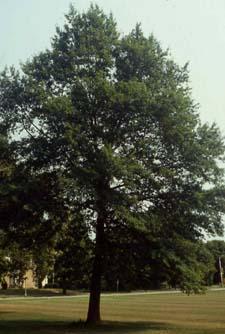 Shingle Oak (Quercus imbricaria)-Hort Answers - University of Illinois ...