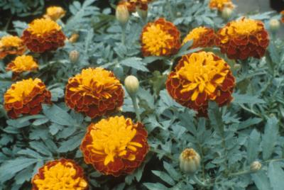 Dwarf French Marigold (Tagetes patula)-Hort Answers - University of ...
