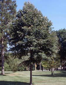 Silver Linden (Tilia tomentosa)-Hort Answers - University of Illinois ...