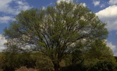 American Elm (Ulmus americana)-Hort Answers - University of Illinois ...
