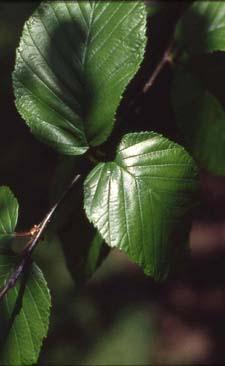 Sweet Birch, Cherry Birch (Betula lenta)-Hort Answers - University of ...