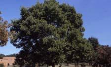 Common Hackberry (Celtis occidentalis)-Hort Answers - University of ...