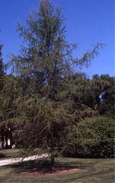 Eastern Larch, Tamarack (Larix laricina)-Hort Answers - University of ...