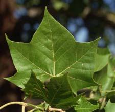 London Planetree (Platanus x acerifolia)-Hort Answers - University of ...