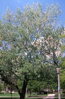 White Poplar, Silver Poplar (Populus alba)-Hort Answers - University of ...