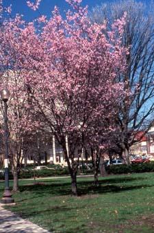 Sargent Cherry (Prunus sargentii)-Hort Answers - University of Illinois ...