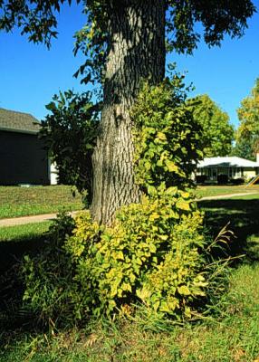 Ash Yellows (unnamed phytoplasma)-Hort Answers - University of Illinois ...