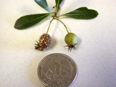 Cedar-Quince Rust (Gymnosporangium clavipes)-Hort Answers - University ...