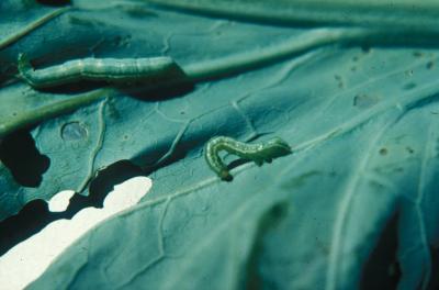 Cabbage Looper (Trichoplusia ni)-Hort Answers - University of Illinois ...
