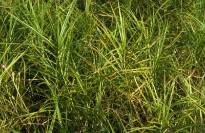 Palm Sedge (Carex muskingumensis)-Hort Answers - University of Illinois ...