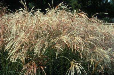 Chinese Silver Grass