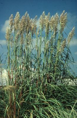 Ravenna Grass, Hardy Pampas Grass (Saccharum ravennae)-Hort Answers ...