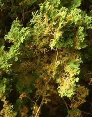 Cercospora Blight (Cercospora sequoiae juniperi)-Hort Answers ...