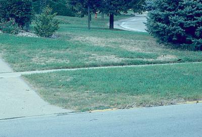 Sod Webworms [Turfgrass] (Crambus spp. and other Pyralidae)-Hort ...