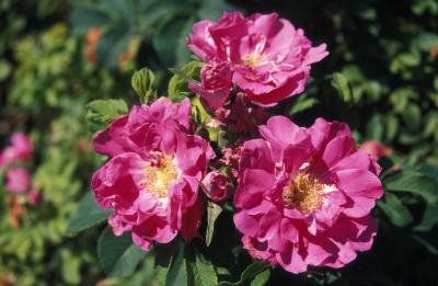 David Thompson (Rosa rugosa 'David Thompson')-Hort Answers - University ...