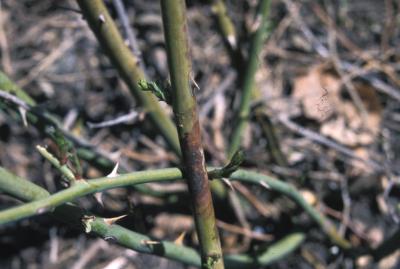 Cankers on Rose (Coniothyrium, Phomopsis, Botryosphaeria, Botrytis and ...