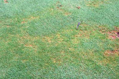 Anthracnose [Turfgrass] (Colletotrichum graminicola)-Hort Answers ...