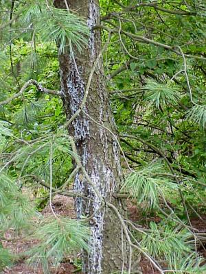 Cankers on Pine (Botryosphaeria spp. and other canker fungi)-Hort ...