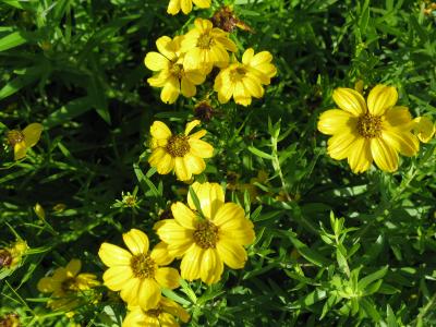 Stiff Tickseed (Coreopsis palmata)-Hort Answers - University of ...