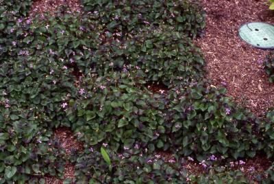 Violet, Labrador (Viola labradorica)-Hort Answers - University of ...