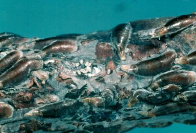 Oystershell Scale (Lepidosaphes ulmi)-Hort Answers - University of ...