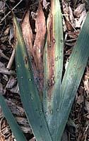 Iris problems ()-Hort Answers - University of Illinois Extension