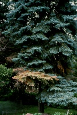 Cytospora Canker of Spruce (Leucostoma kunzei (Cytospora kunzei))-Hort ...