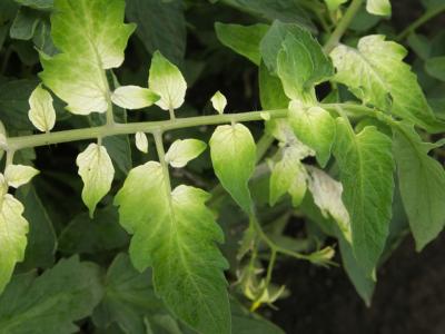 Pigment Inhibitor Herbicide Injury ()-Hort Answers - University of ...