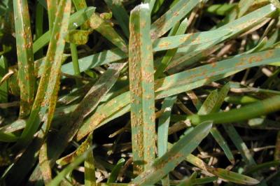 Rust [Turfgrass] (Puccinia spp. and Uromyces spp.)-Hort Answers ...