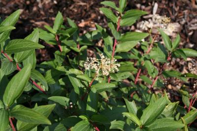 New Jersey Tea (Ceanothus americanus)-Hort Answers - University of ...