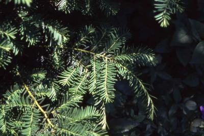 Japanese Yew (Taxus cuspidata)-Hort Answers - University of Illinois ...