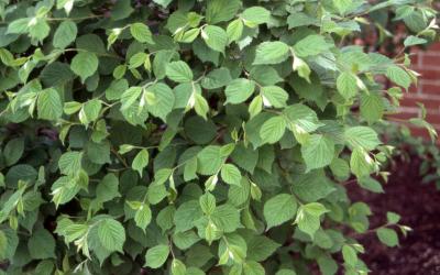 Nanking Cherry, Manchu Cherry (Prunus tomentosa)-Hort Answers ...