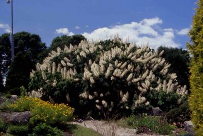 Bottlebrush Buckeye (Aesculus parviflora)-Hort Answers - University of ...