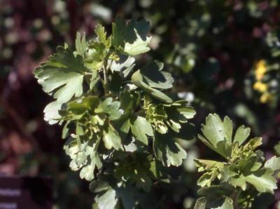 Clove Currant (Ribes odoratum)-Hort Answers - University of Illinois ...