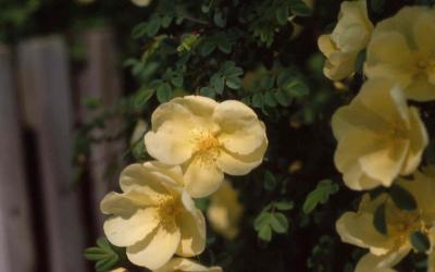 Father Hugo Rose (Rosa xanthina forma hugonis (Rosa hugonis))-Hort ...