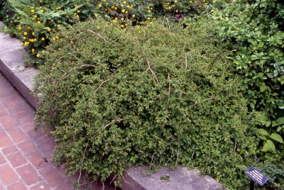 Cutleaf Stephanandra (Stephanandra incisa)-Hort Answers - University of ...