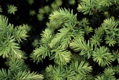 Anglojap Yew (Taxus x media )-Hort Answers - University of Illinois ...