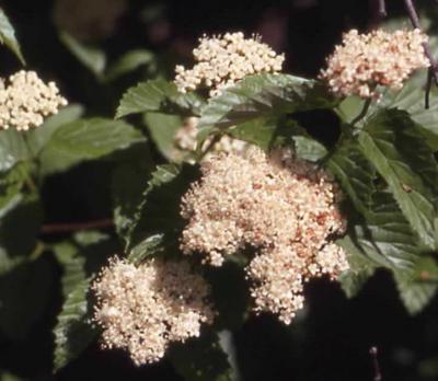 Arrowwood Viburnum (Viburnum dentatum)-Hort Answers - University of ...