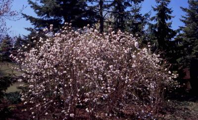 Fragrant Viburnum (Viburnum farreri)-Hort Answers - University of ...