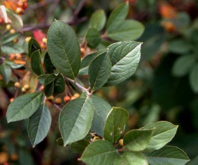 Red Chokeberry (Aronia arbutifolia)-Hort Answers - University of ...