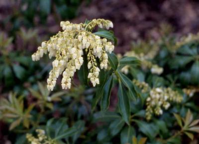Japanese Pieris (Pieris japonica)-Hort Answers - University of Illinois ...