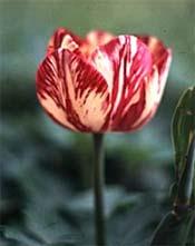 Tulip diseases (Tulipa sp.)-Hort Answers - University of Illinois Extension