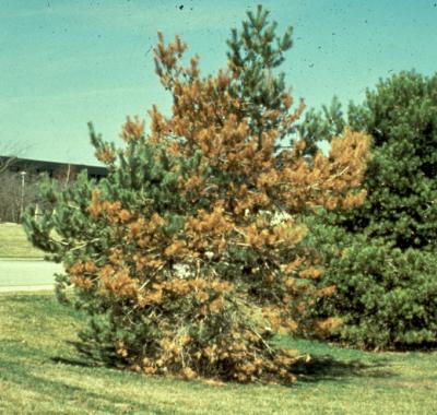 Pine Wilt (pinewood nematode) (Bursaphelenchus xylophilus)-Hort Answers ...