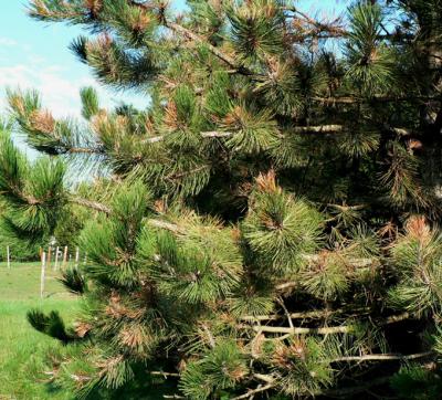 Diplodia Tip Blight & Canker (Diplodia pinea (Sphaeropsis sapinea ...